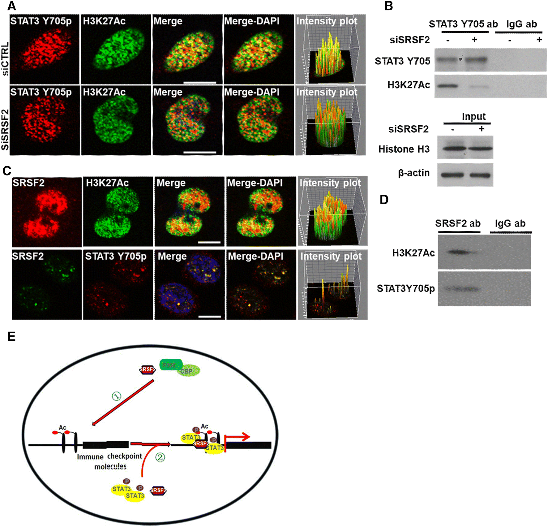 Modulation of SRSF2 expression reverses the exhaustion of TILs via the ...