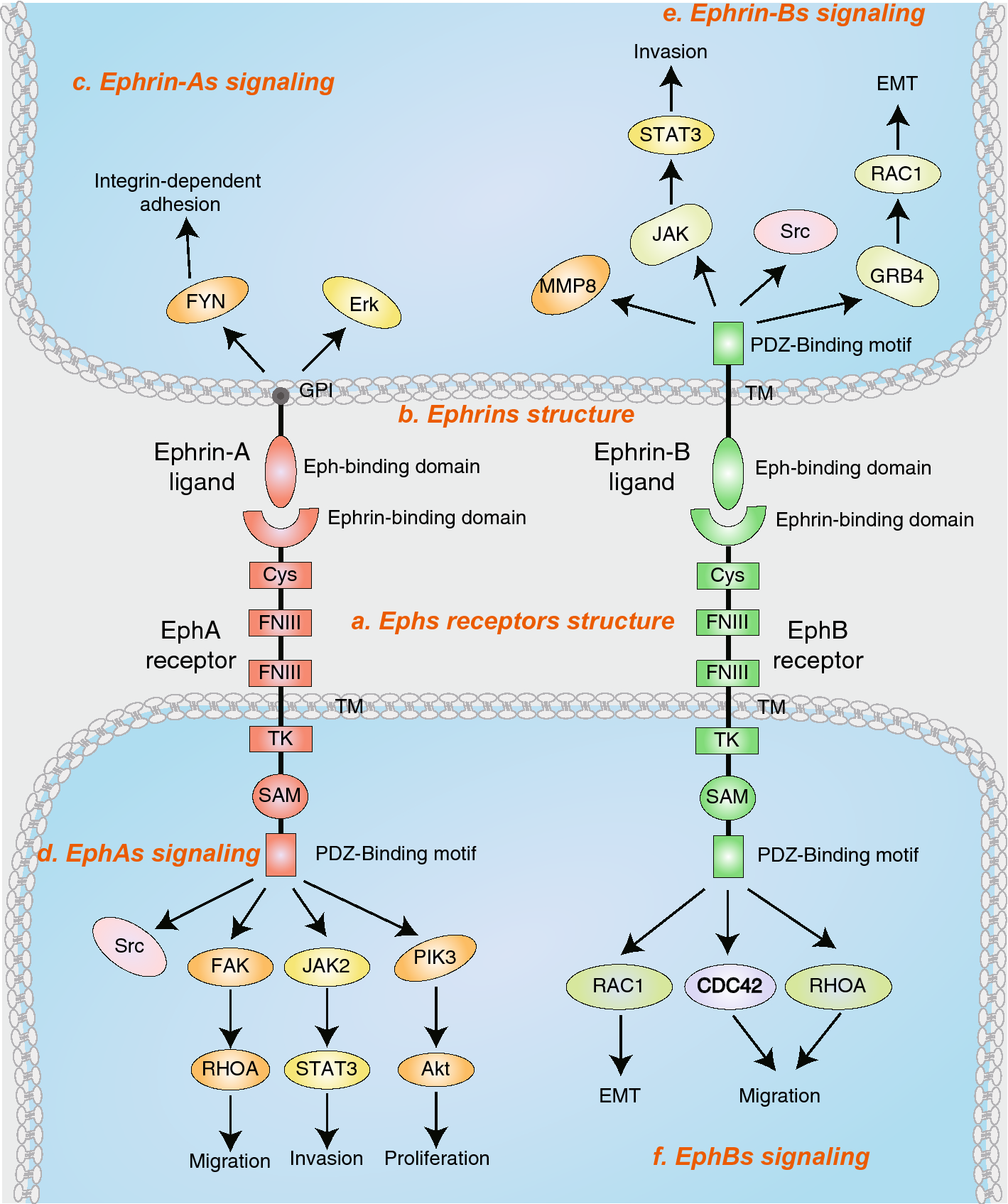 Eph receptors: the bridge linking host and virus | SpringerLink