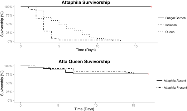 Dispersal of Attaphila fungicola, a symbiotic cockroach of leaf-cutter ...