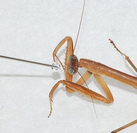 The praying mantis (Mantodea) as predator of the poisonous red-spotted ...