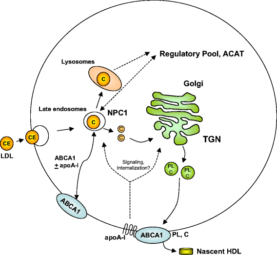 The role of vesicular transport in ABCA1-dependent lipid efflux and its ...