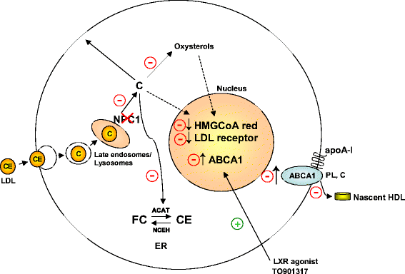 The role of vesicular transport in ABCA1-dependent lipid efflux and its ...