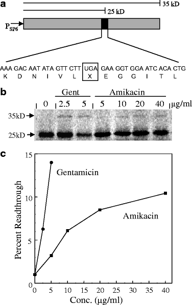 Clinical doses of amikacin provide more effective suppression of the ...