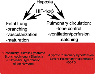 Hypoxia and chronic lung disease | SpringerLink