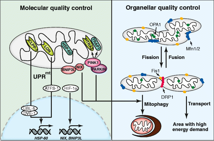 Insights into mitochondrial quality control pathways and Parkinson’s ...
