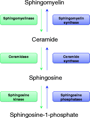 Acid sphingomyelinase, autophagy, and atherosclerosis | SpringerLink