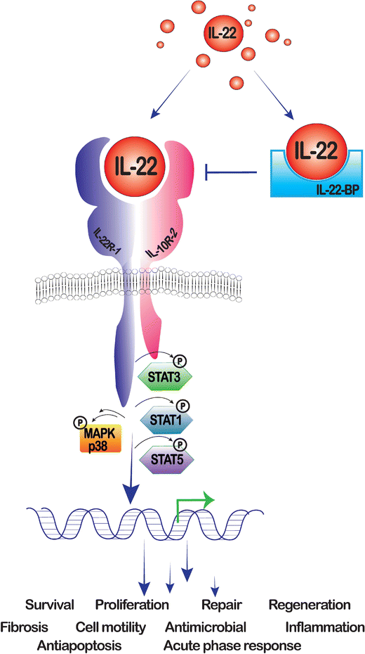 Biological and pathological activities of interleukin-22 | SpringerLink