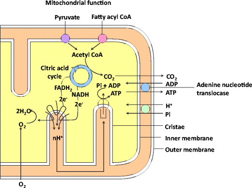 ATP–ADP translocase and effects on ischemic heart | SpringerLink