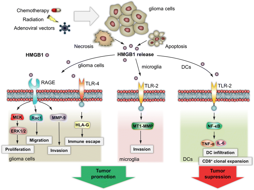Pivotal role of high-mobility group box 1 (HMGB1) signaling pathways in glioma development and ...