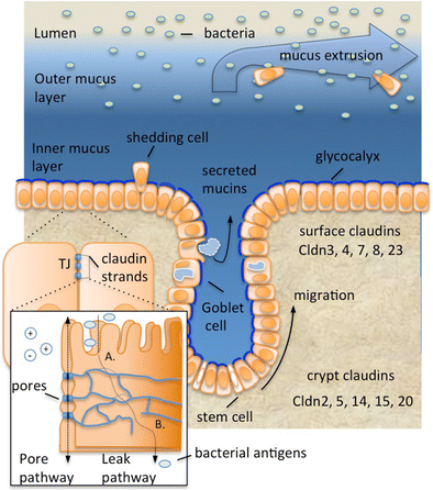 Layered defense: how mucus and tight junctions seal the intestinal ...