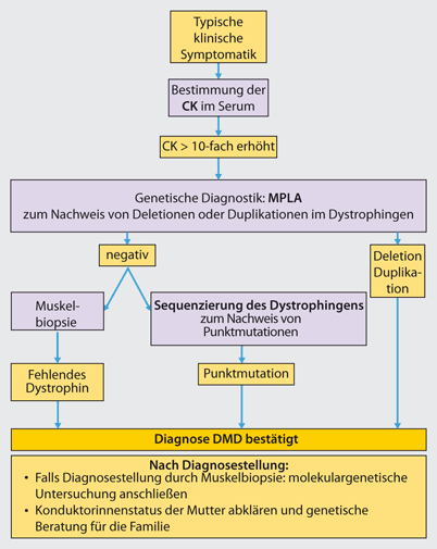 Diagnose und Therapie der Muskeldystrophie Duchenne | SpringerLink
