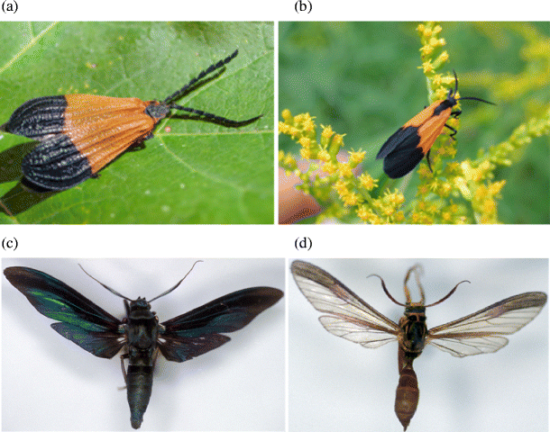 The evolution of Müllerian mimicry | SpringerLink