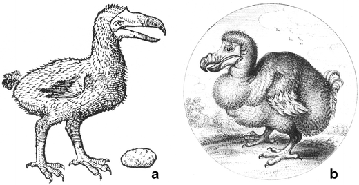 The end of the fat dodo? A new mass estimate for Raphus cucullatus ...