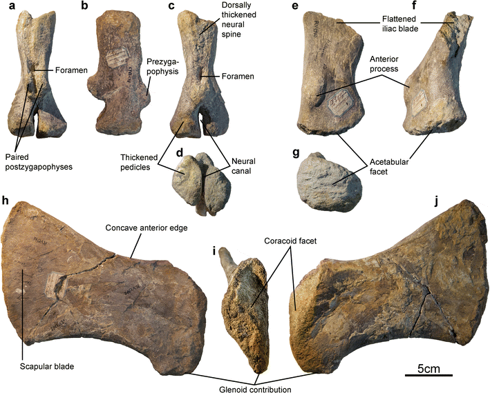 Ichthyosaurs from the French Rhaetian indicate a severe turnover across ...