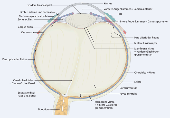 Orbita – Anatomie, Entwicklung und Fehlbildungen | SpringerLink