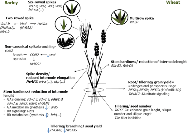 Major genes determining yield-related traits in wheat and barley ...