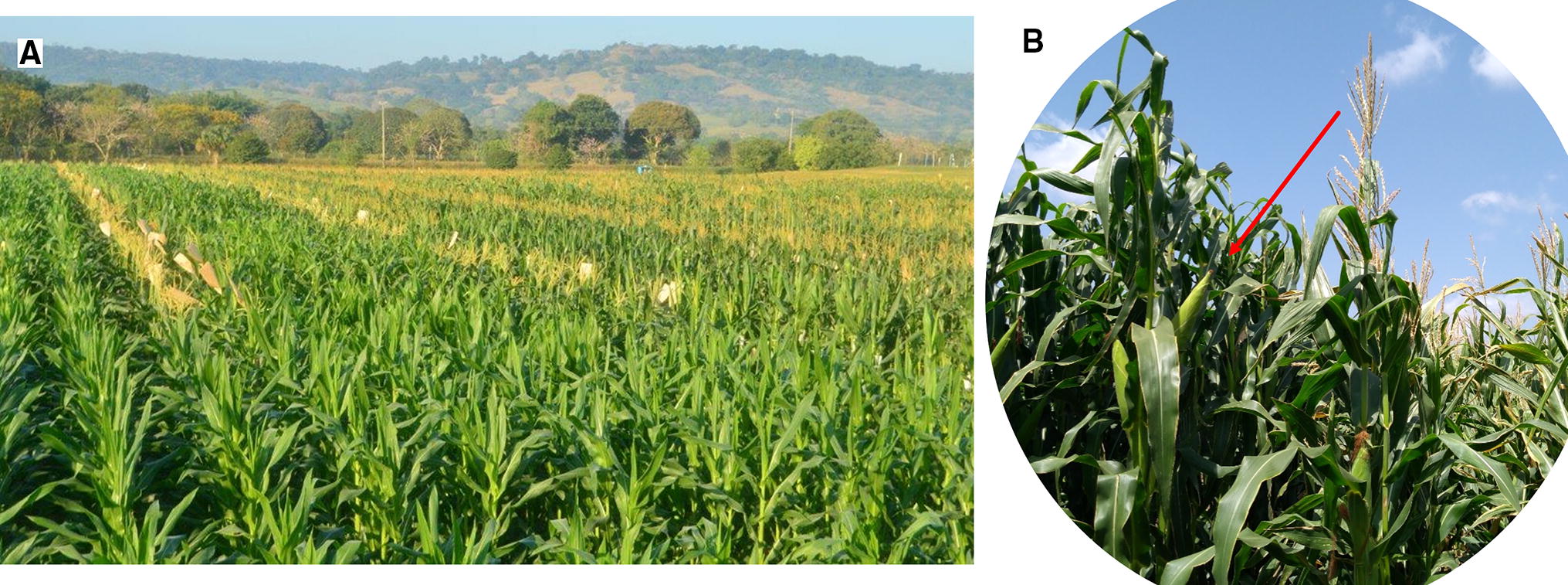 Doubled haploid technology for line development in maize: technical ...