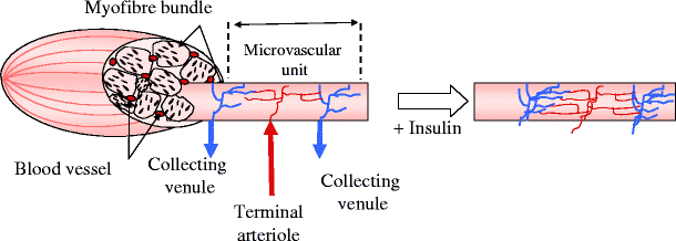 The vascular actions of insulin control its delivery to muscle and ...