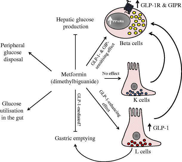 New aspects of an old drug: metformin as a glucagon-like peptide 1 (GLP ...