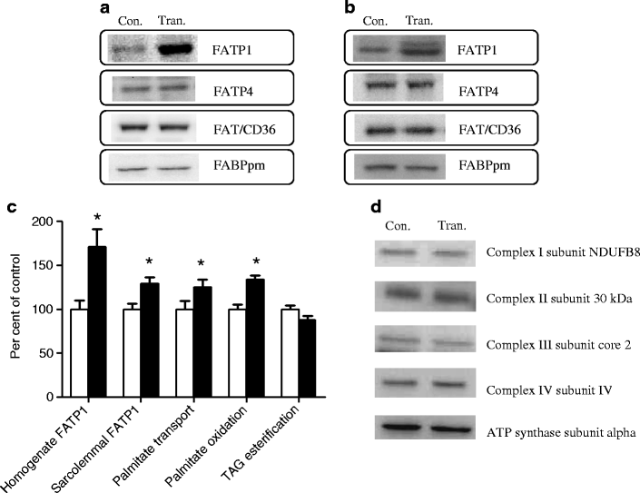 Increasing skeletal muscle fatty acid transport protein 1 (FATP1 ...