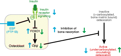 The role of osteocalcin in the endocrine cross-talk between bone ...