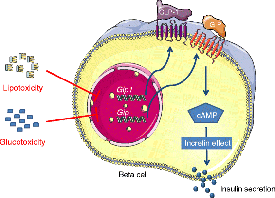 Lipotoxicity impairs incretin signalling | SpringerLink