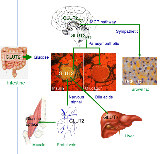 GLUT2, glucose sensing and glucose homeostasis | SpringerLink