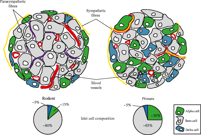 New insights into the architecture of the islet of Langerhans: a ...