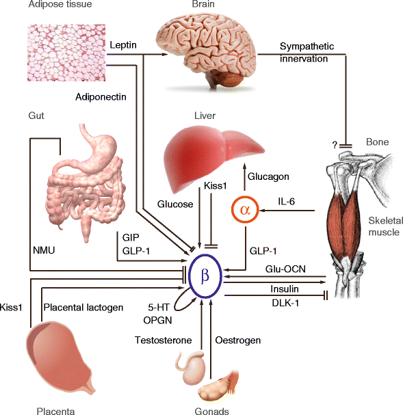 Inter-organ communication and regulation of beta cell function ...