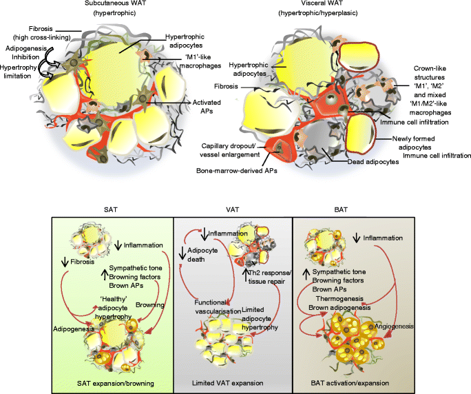 Adipose tissue plasticity: how fat depots respond differently to ...