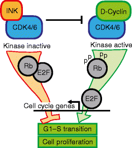 Islet biology, the CDKN2A/B locus and type 2 diabetes risk | SpringerLink