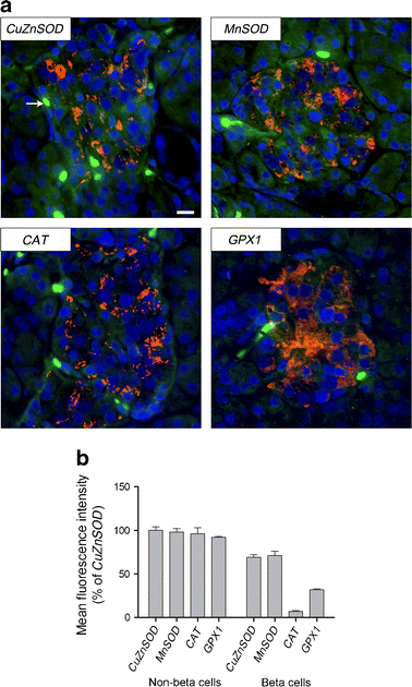 Sensitivity profile of the human EndoC-βH1 beta cell line to ...