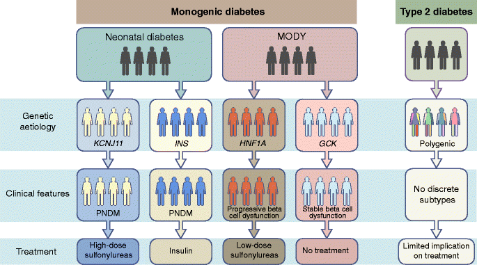 Precision diabetes: learning from monogenic diabetes | SpringerLink