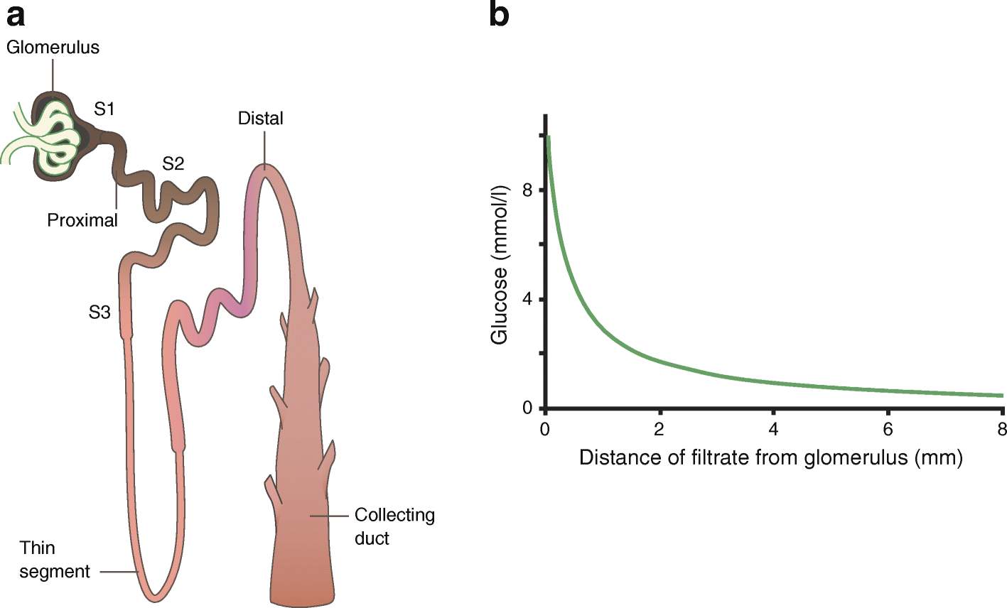 Physiology of renal glucose handling via SGLT1, SGLT2 and GLUT2 ...