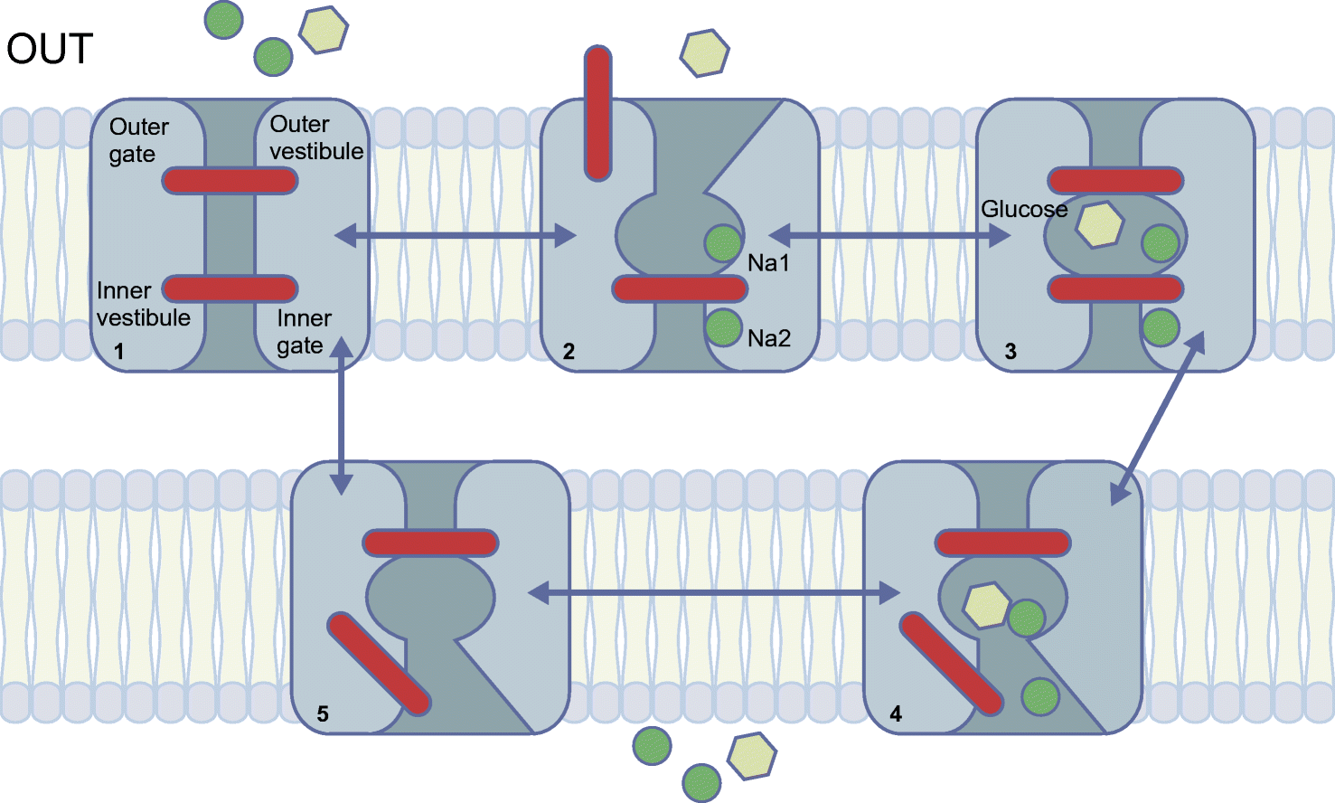 Physiology of renal glucose handling via SGLT1, SGLT2 and GLUT2 ...