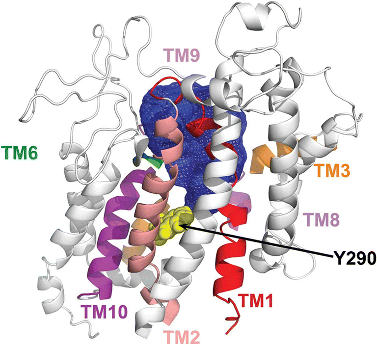 Physiology of renal glucose handling via SGLT1, SGLT2 and GLUT2 ...