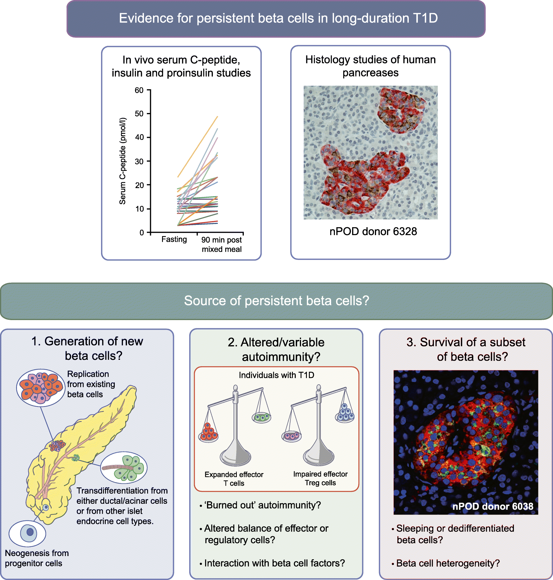 Beta cells in type 1 diabetes: mass and function; sleeping or dead ...