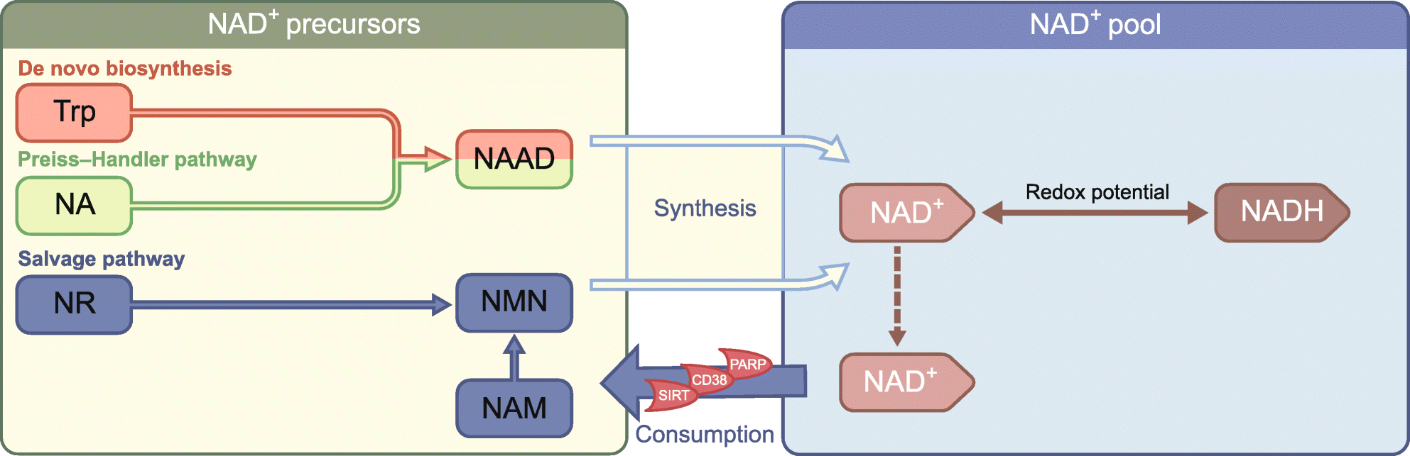 NAD+ metabolism as a target for metabolic health: have we found the ...