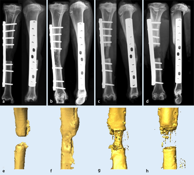 Knochen-Tissue-Engineering | SpringerLink