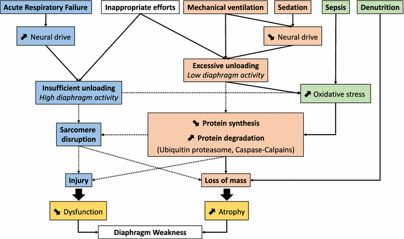 Critical illness-associated diaphragm weakness | SpringerLink