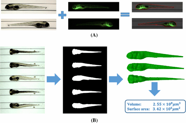 An efficient and robust hybrid method for segmentation of zebrafish objects from bright-field ...