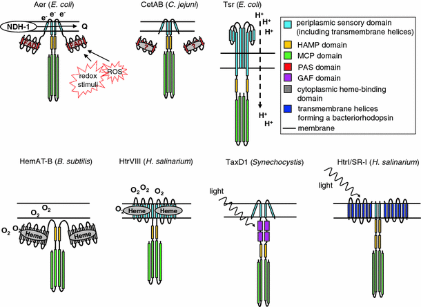 Bacterial energy taxis: a global strategy? | SpringerLink