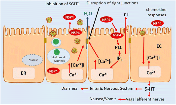 Modulation of rotavirus severe gastroenteritis by the combination of ...