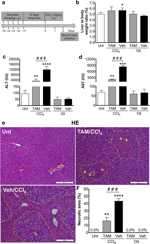 Confounding influence of tamoxifen in mouse models of Cre recombinase ...
