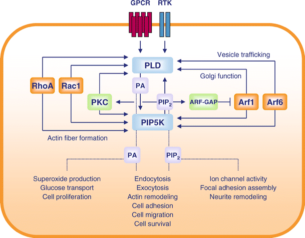 Phospholipase D signaling: orchestration by PIP2 and small GTPases ...