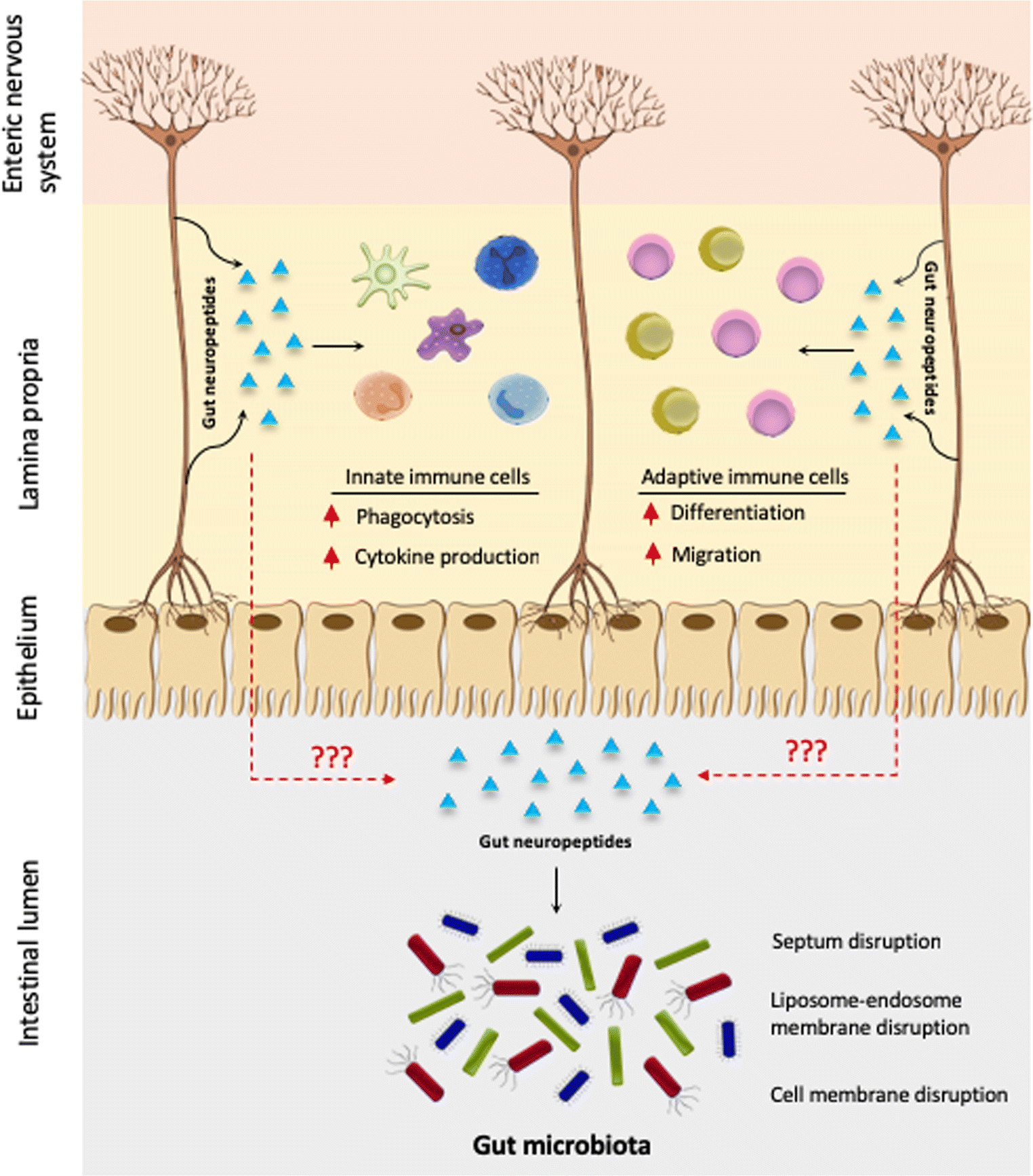 Microbiota and gut neuropeptides: a dual action of antimicrobial ...