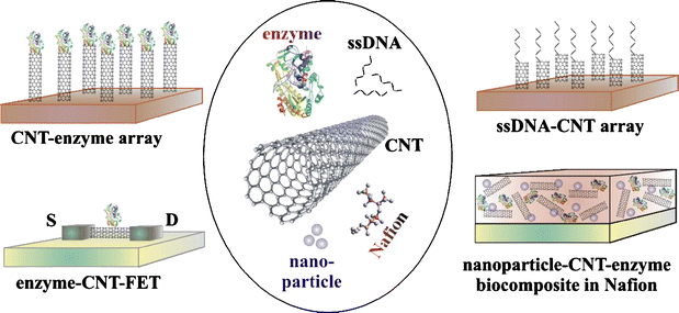 Biosensors based on carbon nanotubes | SpringerLink