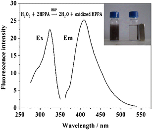 Sensitive fluorescent probes for determination of hydrogen peroxide and ...