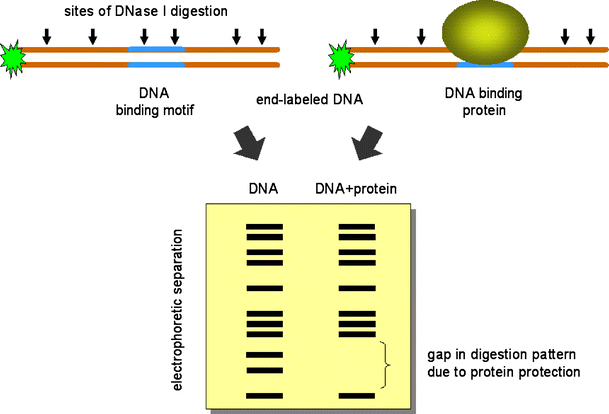 Analysis of DNA–protein interactions: from nitrocellulose filter ...