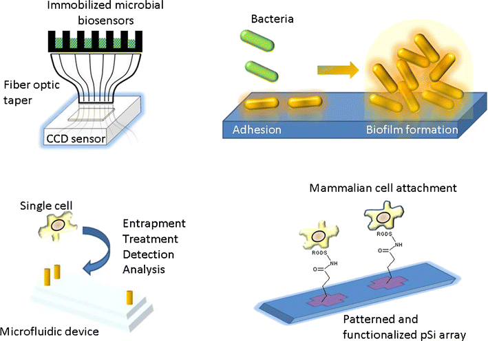 Staying alive: new perspectives on cell immobilization for biosensing ...
